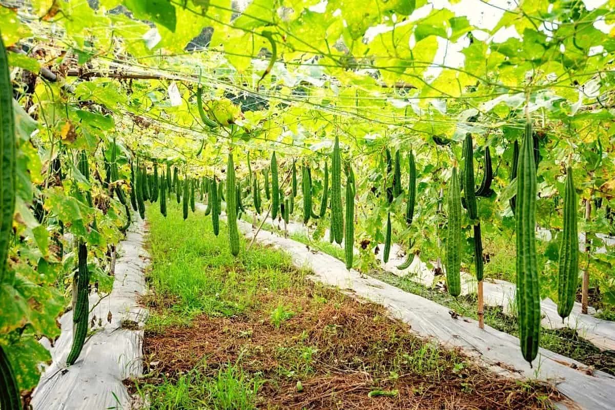 Is Zucchini A Climbing Plant? | Full Commission ATL